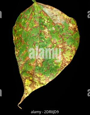 Angular leaf spot (Phaeoisariopsis griseola) lesions on green bean (Phaseolus vulgaris) leaf ...