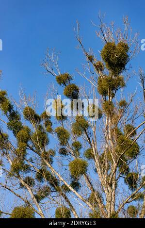 Vertical shot of Mistletoe on tree in early spring Stock Photo - Alamy