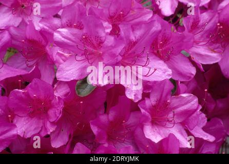 Azaleas in bloom, Crystal Springs Rhododendron Garden, Portland, Oregon ...