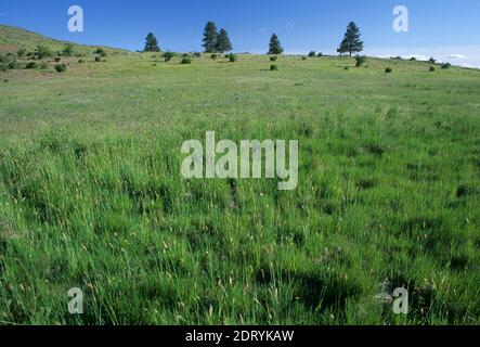 Grassland, Ladd Marsh Wildlife Area, Oregon Stock Photo - Alamy