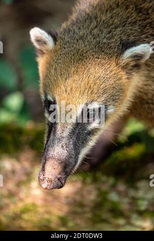 South American coati (Nasua nasua) at the water, portrait, nose, coatis ...