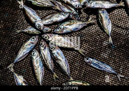 Legazpi: life in a port in the Philippines. The series is produced in a ...