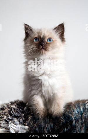 A Ragdoll cat, small cute kitten portrait, in a Christmas setting with ...