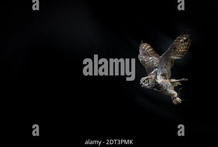 A majestic Hawk owl in mid-flight captured on a clean white background ...