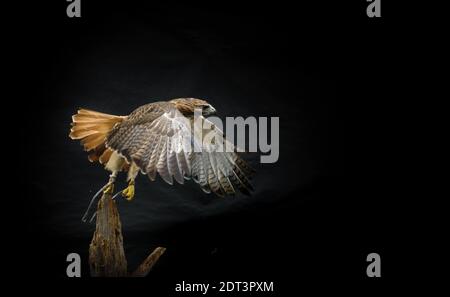 Panoramic view of a ferruginous hawk bird with its large spreading ...