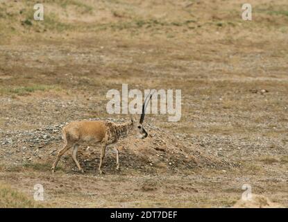 Tibetan antelope or chiru (Pantholops hodgsonii) grazing on the Tibetan ...