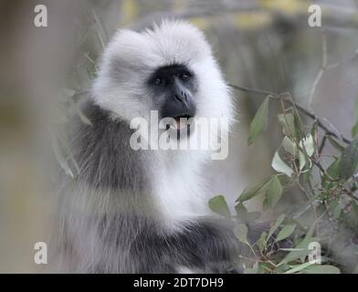 Kashmir gray langur (Semnopithecus ajax), perches feeding in the snow ...