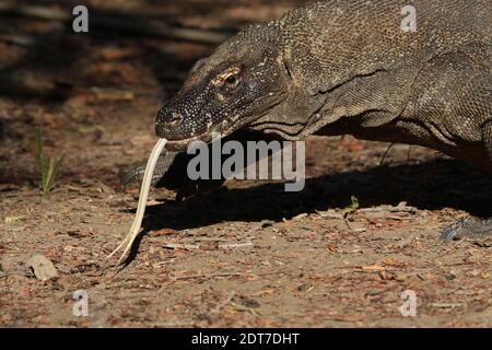 Komodo Dragon (Varanus komodoensis) flicking tongue, Lesser Sunda ...