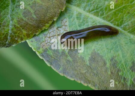 Pear and cherry slug larva Caliroa cerasi Stock Photo - Alamy