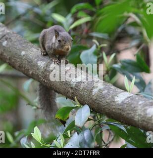 Whitish dwarf squirrel, Sanghir islands tree squirrel (Prosciurillus ...