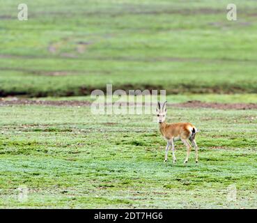 Tibetan gazelle (Procapra picticaudata) male portrait, Kekexli, Qinghai ...