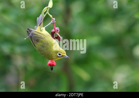 Lemon-bellied white-eye, endemic bird of Indonesia (Zosterops chloris ...