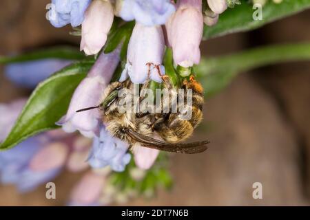 Orange-tipped Wood-digger Bee male, Anthophora terminalis, Apidae. Body ...