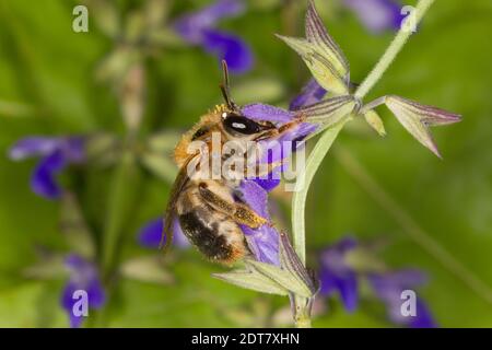Elegant Feather-tongue Bee female, Zikanapis elegans, Colletidae. Body ...