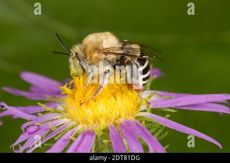 California Digger Bee (Anthophora californica Stock Photo - Alamy