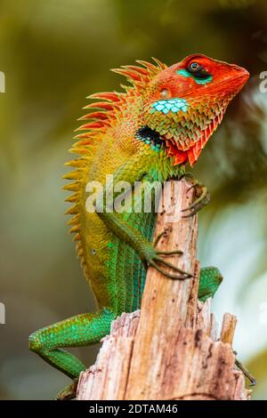 Common Green forest lizard chilling in the wooden pole, it has gradient ...