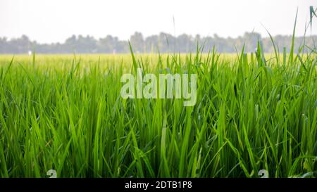 Alappuzha, paddy field, Kerala, South India, Asia Stock Photo - Alamy
