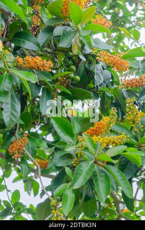Nanche (Hogberry) Tree With Blossoms Stock Photo - Alamy