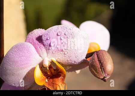 Orchid flower and drops of water, side view. Frame, blank for text ...