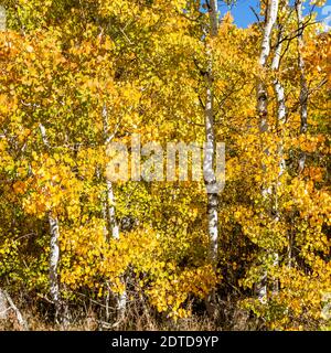 USA, Idaho, Sun Valley, Yellow Aspen trees in fall mountains Stock ...