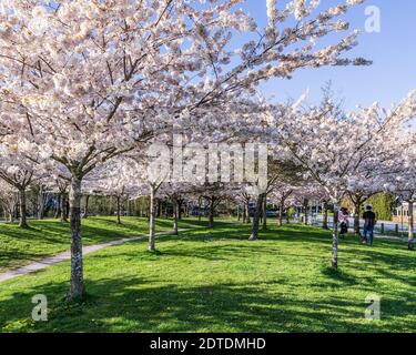RICHMOND, CANADA - APRIL 09, 2020: pedestrian walk Imperial Landing ...