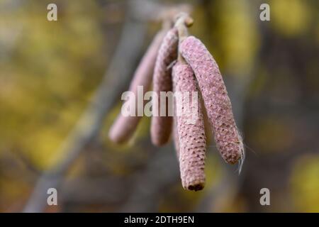 Male hazel inflorescences close-up Stock Photo - Alamy