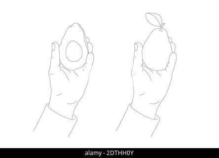 Hand drawn sketch of half avocado in black color. Isolated on white ...