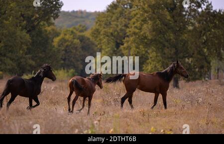 Three horses running through a rural landscape surrounded by tr Stock ...