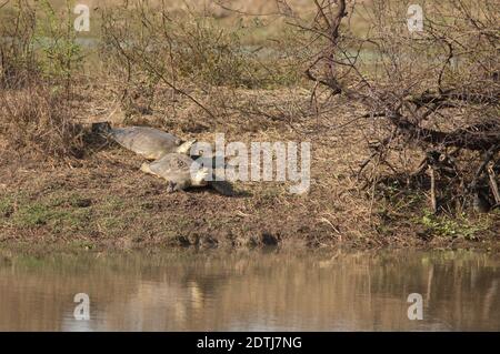 Indian flapshell turtles Lissemys punctata sun basking. Keoladeo Ghana ...