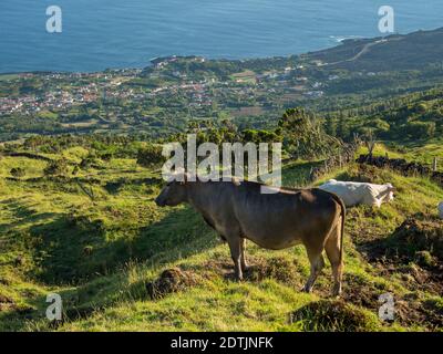 Pasture with cows, view towards Sao Mateus, Sao Caetano. Pico Island ...