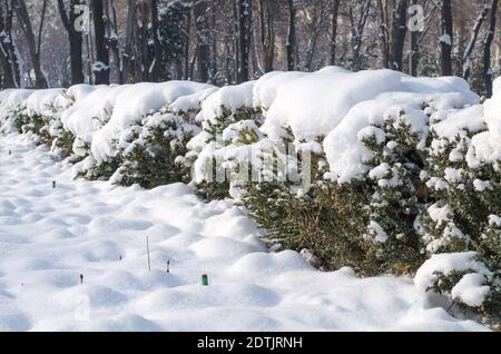 Closeup of a thick bush with snow and frost covering dark green plants ...