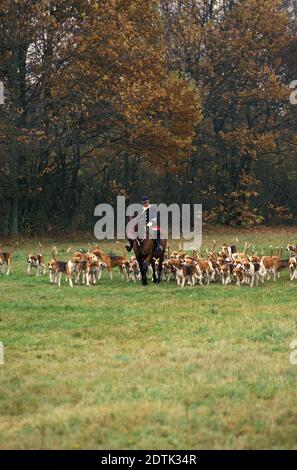 Fox Hunting with Poitevin Dogs Stock Photo - Alamy