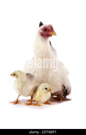Nagasaki Domestic Chicken, Hen and Chicks against White Background ...