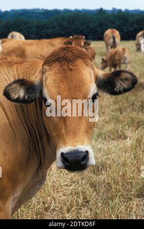 Parthenaise Cattle, a French Breed, Cow Pulling Cart Stock Photo - Alamy