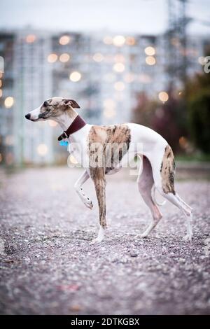 White and beige tiger color dog Whippet breed in a red suit on a ...