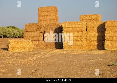 Hayrick in open field in the Northern Israel Stock Photo - Alamy