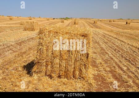 Hayrick in open field in the Northern Israel Stock Photo - Alamy