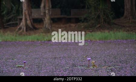 Pookode Lake in Wayanad, Kerala, South India, India, Asia Stock Photo ...