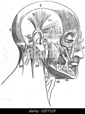1849 Anatomy Print of the Human Muscular Skeletal System Dissection ...
