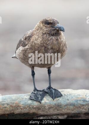 Falkland or Brown Skua or Subantarctic Skua (Stercorarius antarcticus, taxonomy in dispute). Egg ...