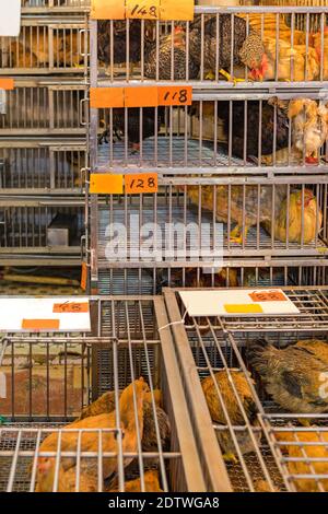 Alive Chickens in Cages at Farmers Market in Hong Kong Stock Photo - Alamy