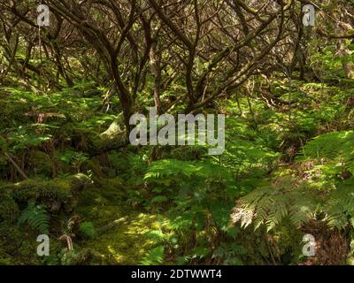 Cloud Forest with endemic vegetation. Terceira Island, Azores, Portugal ...