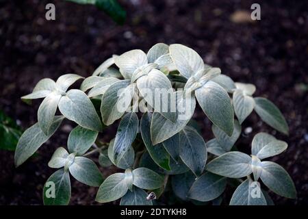 Strobilanthes gossypinus,evergreen leaves,silver grey fur,furry,silver ...