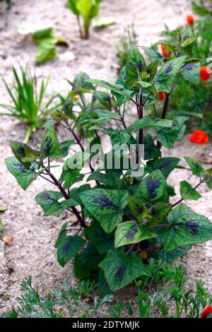 salvia patens guanajuato,sage guanajuato,leaves,foliage,blotched ...