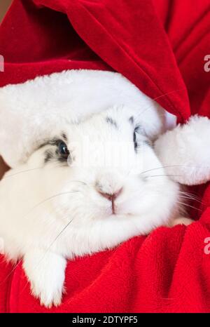 Christmas Dutch bunny rabbit wearing Santa hat on gift box isolated on ...