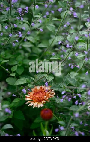 Calendula officinalis Zeolights,Pot Marigolds,bronze orange peach ...