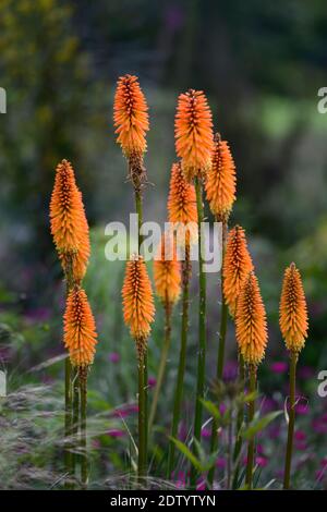kniphofia gladness,red hot poker gladness,orange,flower,flowers,spikes ...