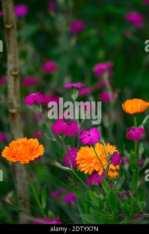 Lychnis Hill Grounds,Rose campion Hill Grounds,magenta pink flowers ...