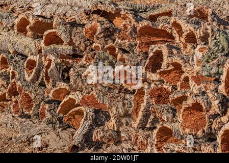 Cork industry and cork harvesting Stock Photo - Alamy