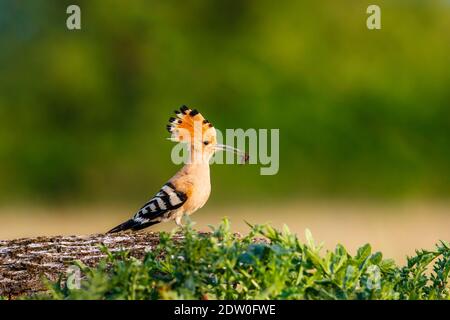 A scenic view of a European crested tit perched on a pine tree branch ...